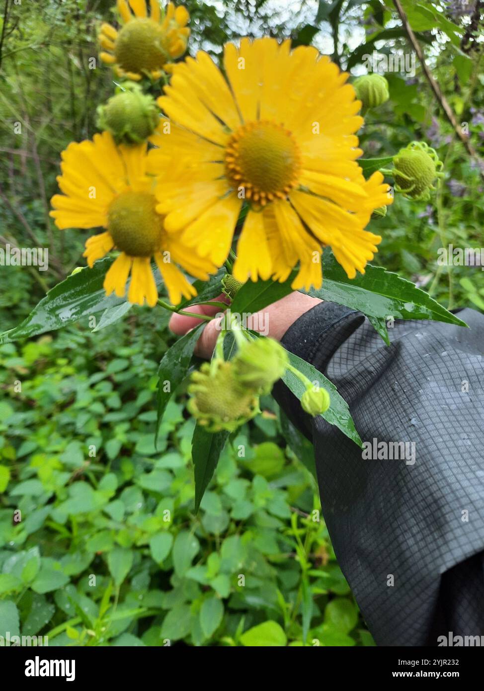 common sneezeweed (Helenium autumnale Stock Photo - Alamy