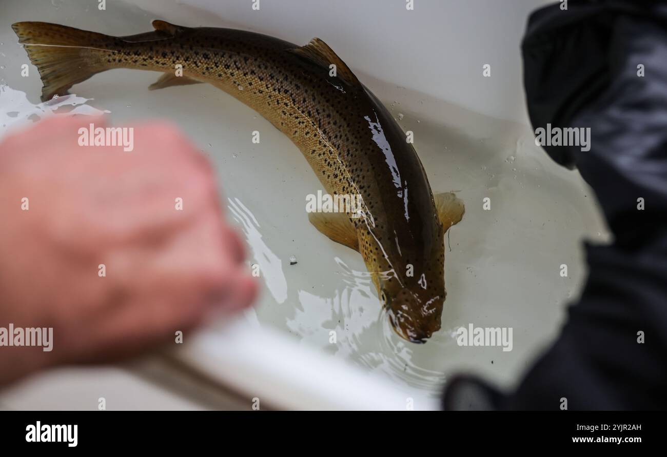 Siegburg, Germany. 15th Nov, 2024. A caught salmon trout swims in a ...