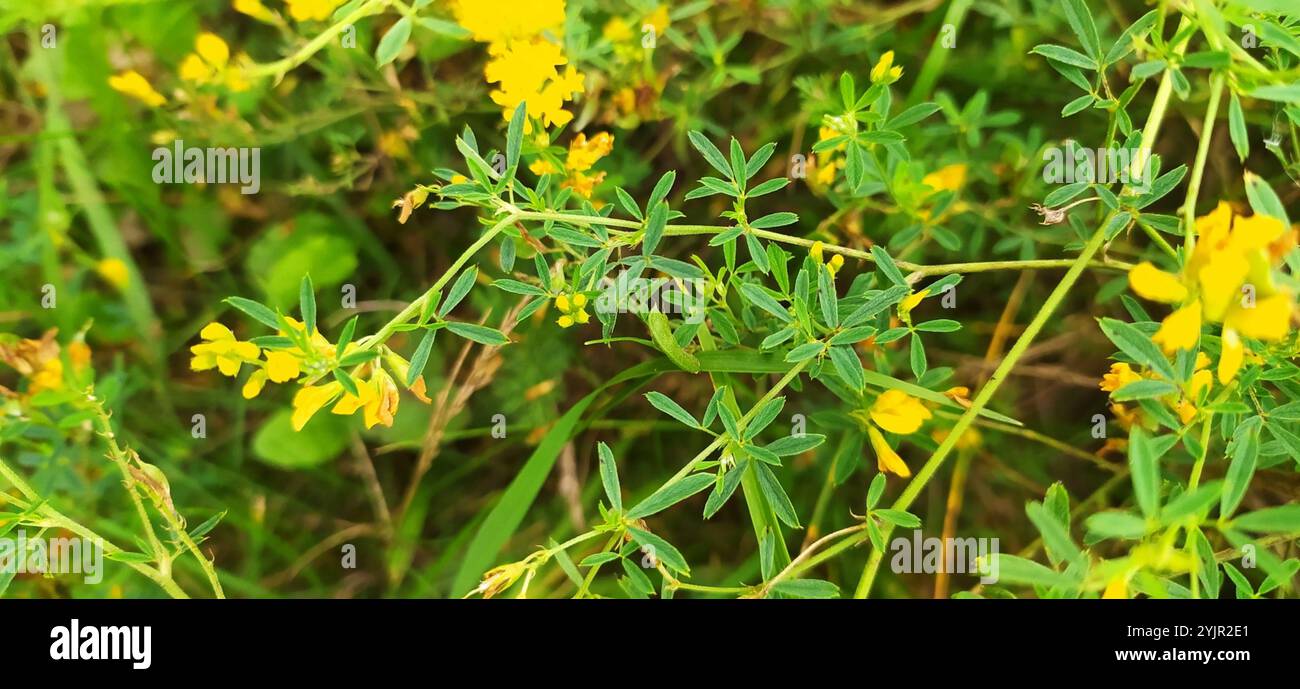 sickle alfalfa (Medicago falcata Stock Photo - Alamy