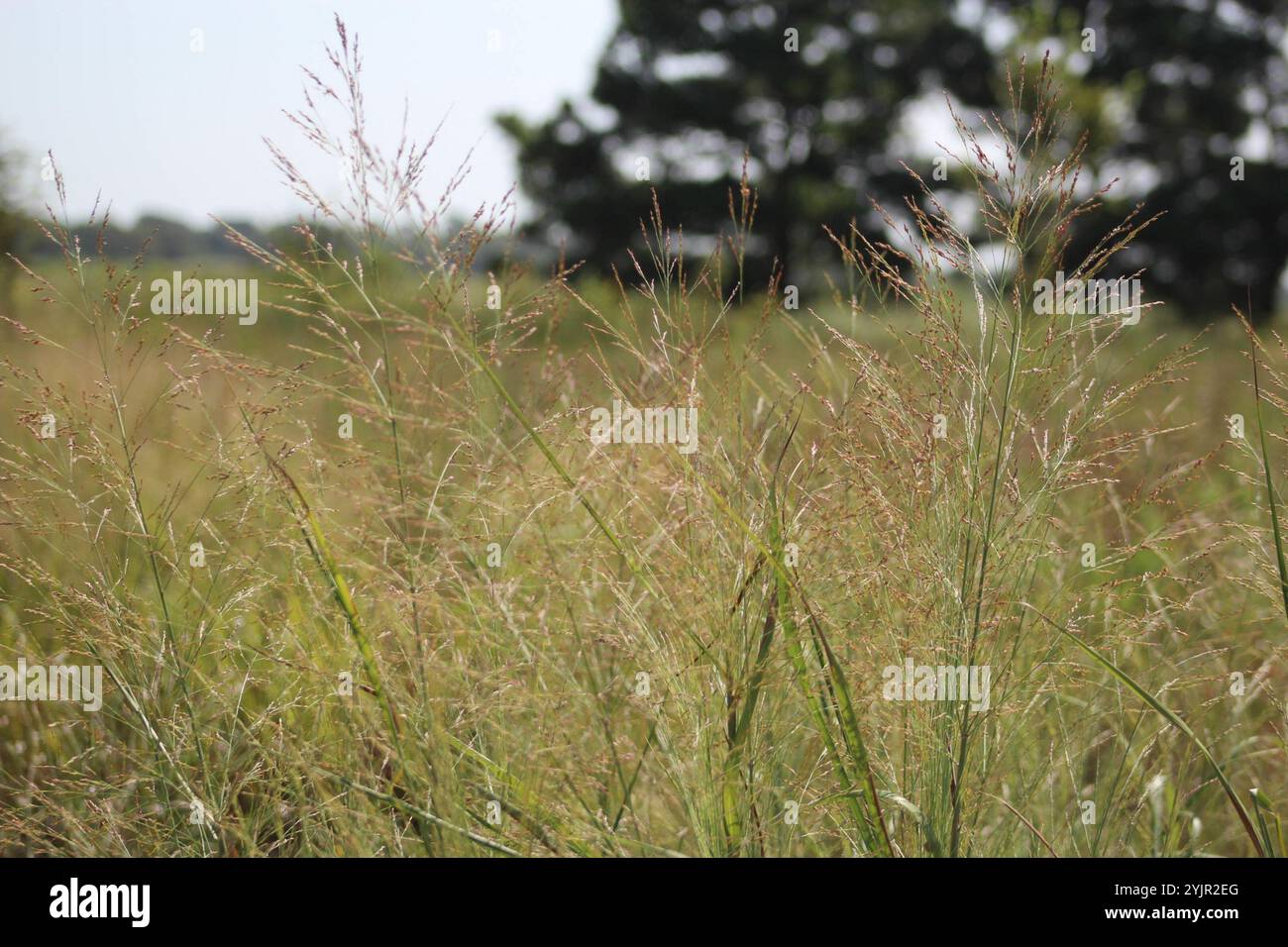 switchgrass (Panicum virgatum Stock Photo - Alamy