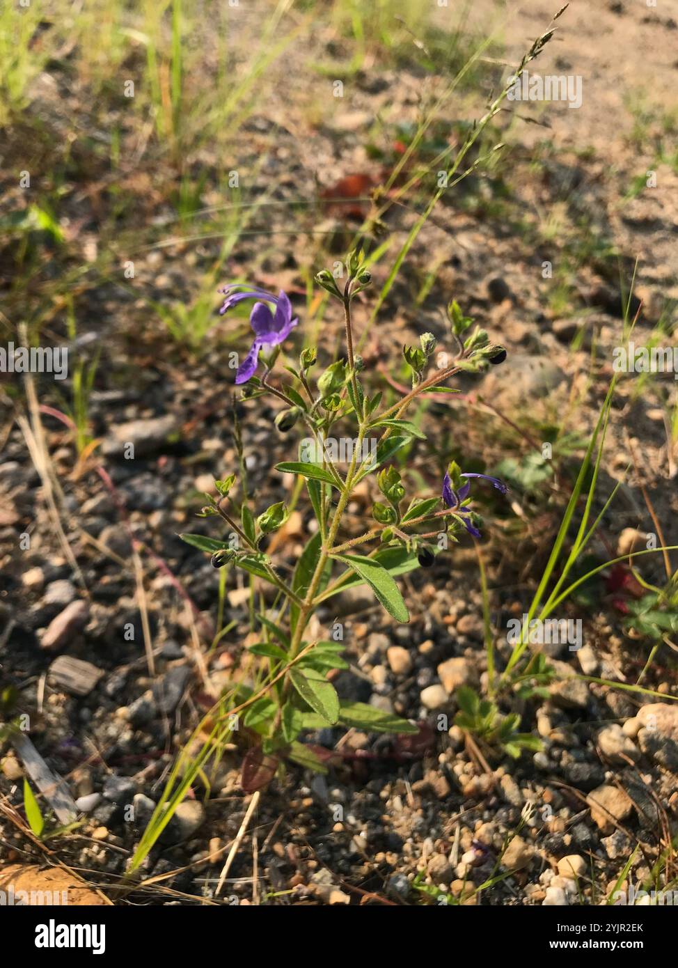 Blue Curls (Trichostema dichotomum Stock Photo - Alamy