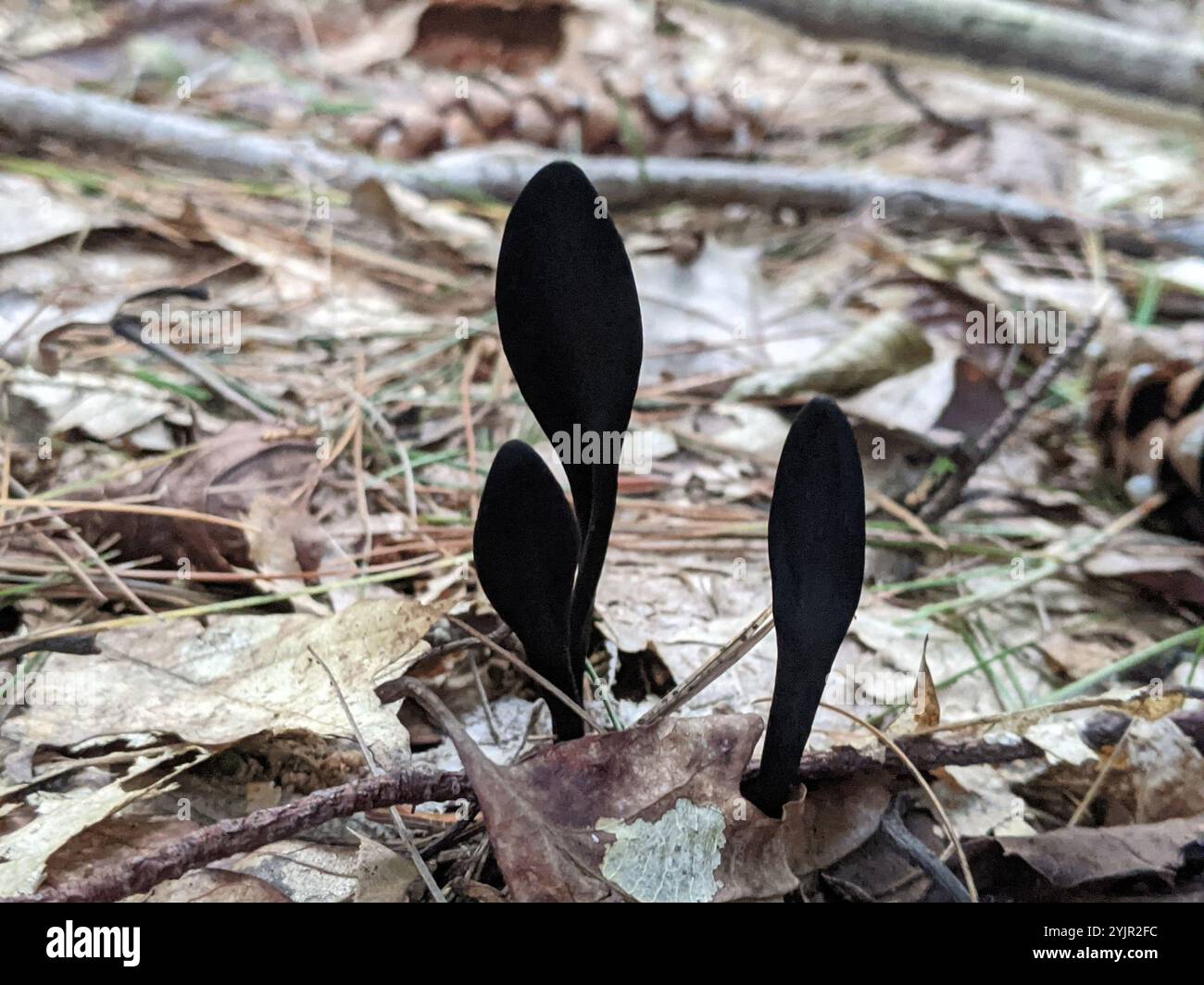 Earth Tongues (Geoglossum Stock Photo - Alamy