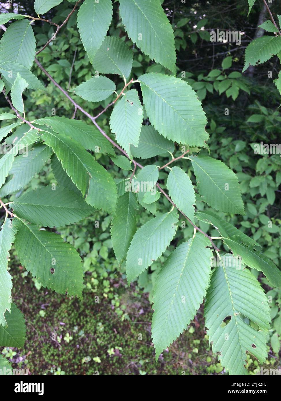 American elm (Ulmus americana Stock Photo - Alamy