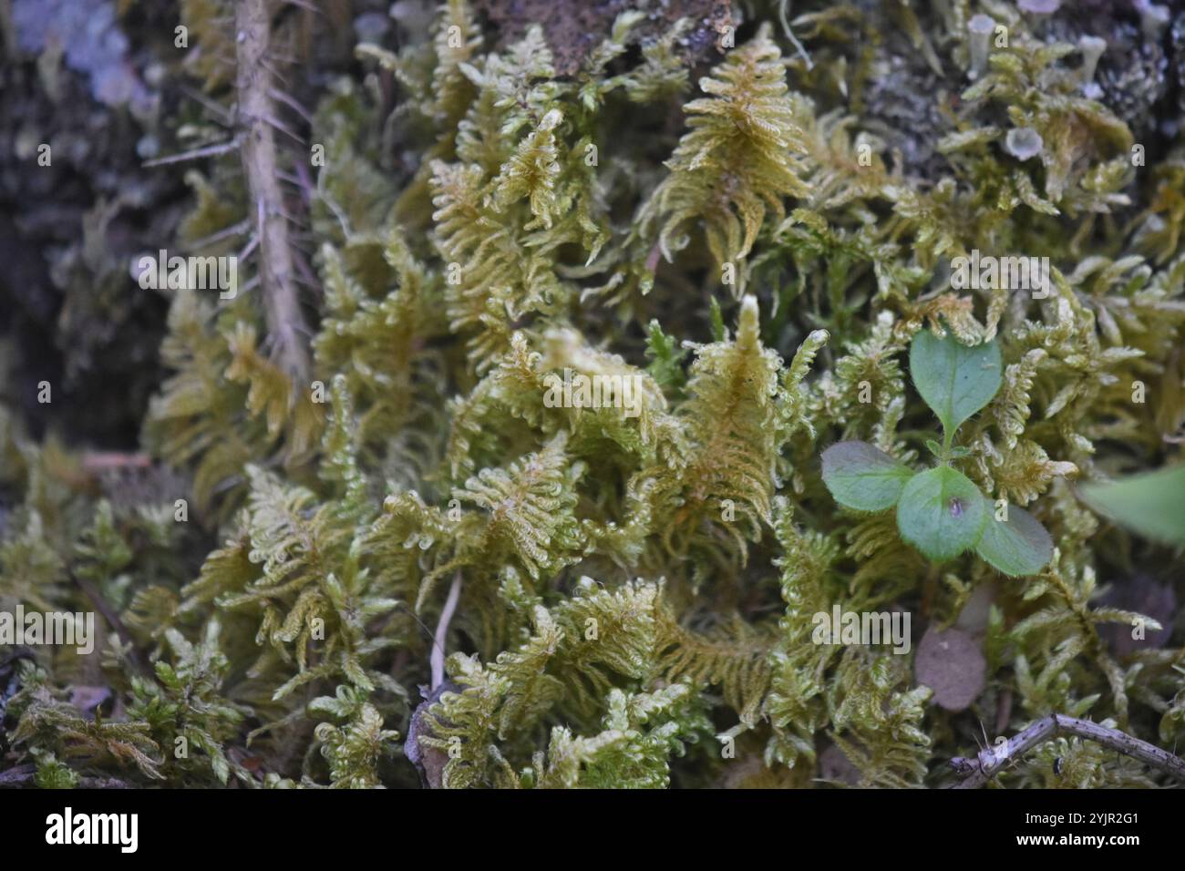 Ostrich-plume Moss (Ptilium crista-castrensis Stock Photo - Alamy