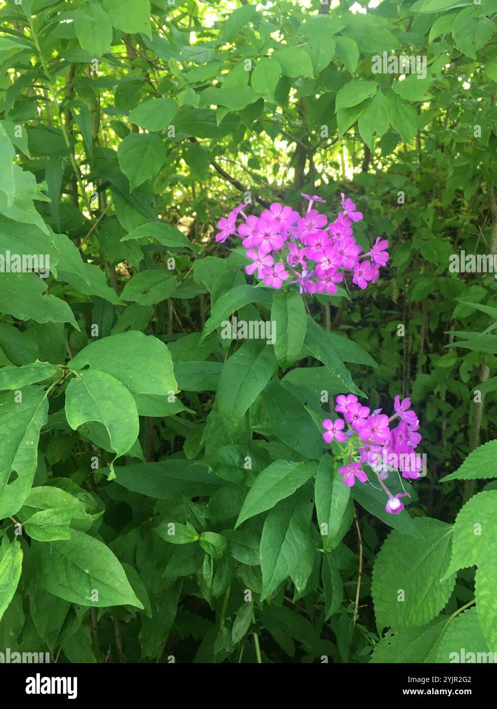 fall phlox (Phlox paniculata Stock Photo - Alamy