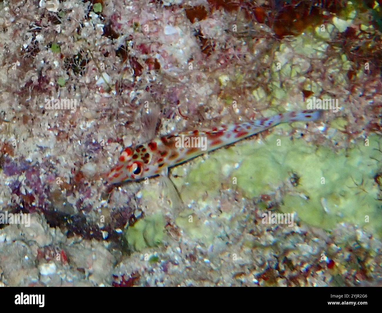Pixy Hawkfish (Cirrhitichthys oxycephalus Stock Photo - Alamy