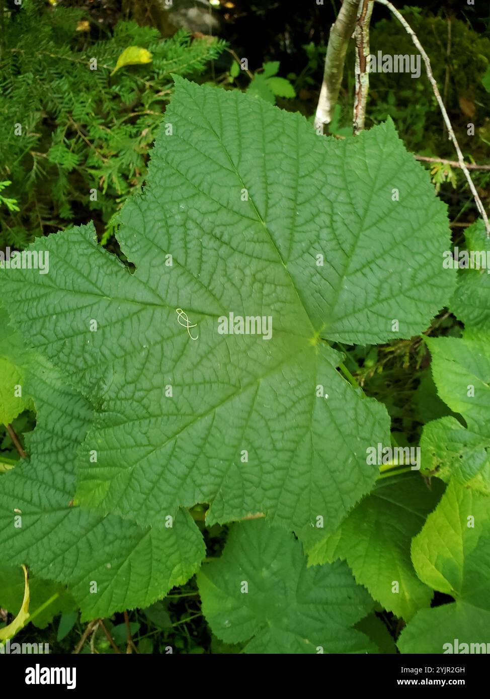 thimbleberry (Rubus parviflorus Stock Photo - Alamy