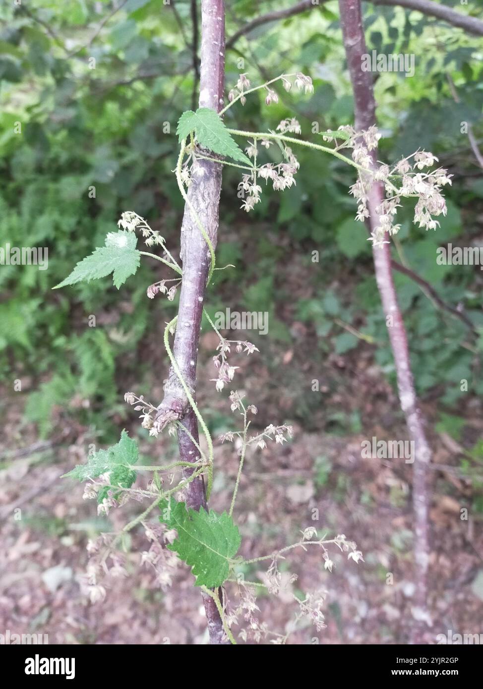 Humulus scandens hi-res stock photography and images - Alamy