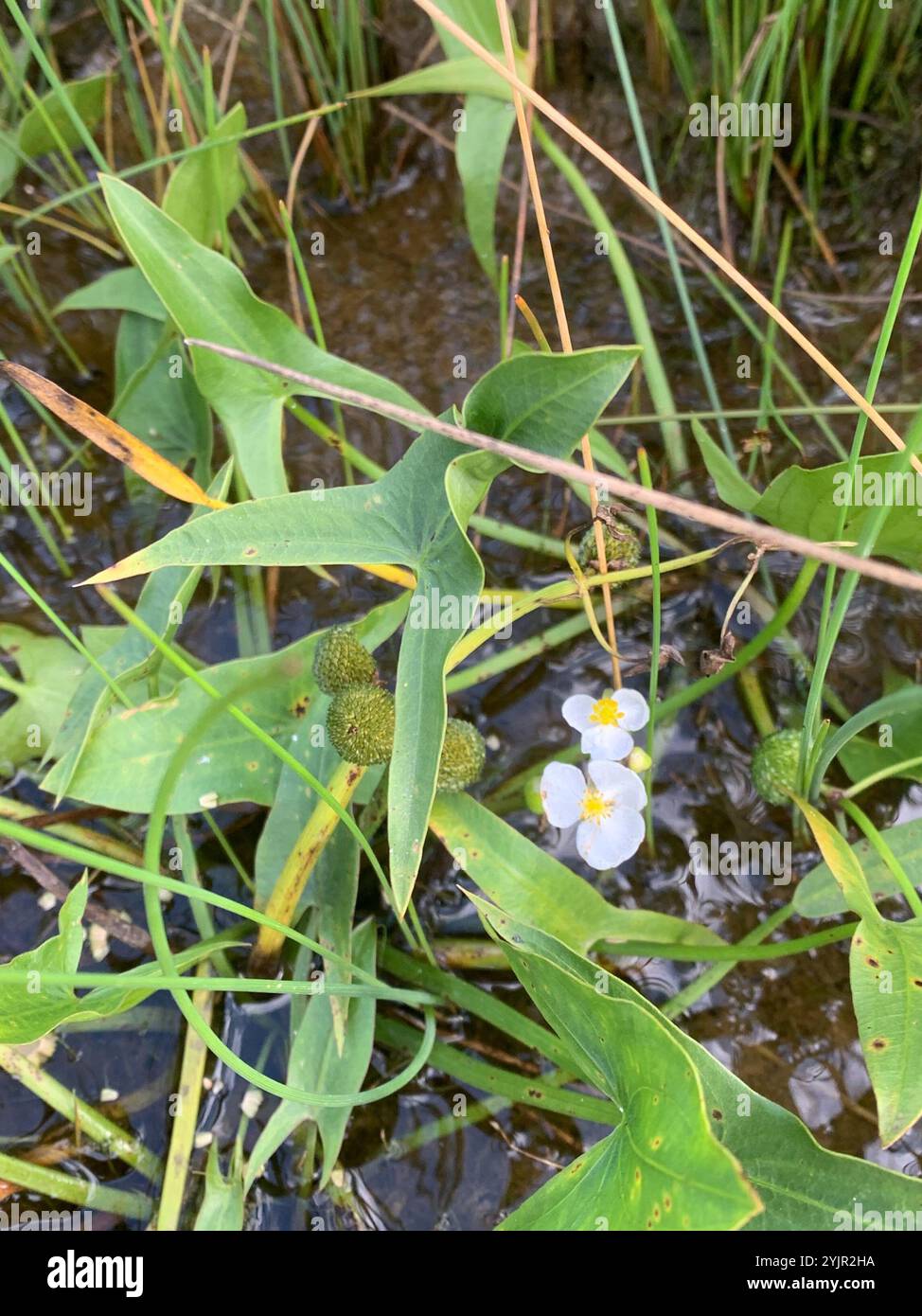 Sagittaria cuneata hi-res stock photography and images - Alamy