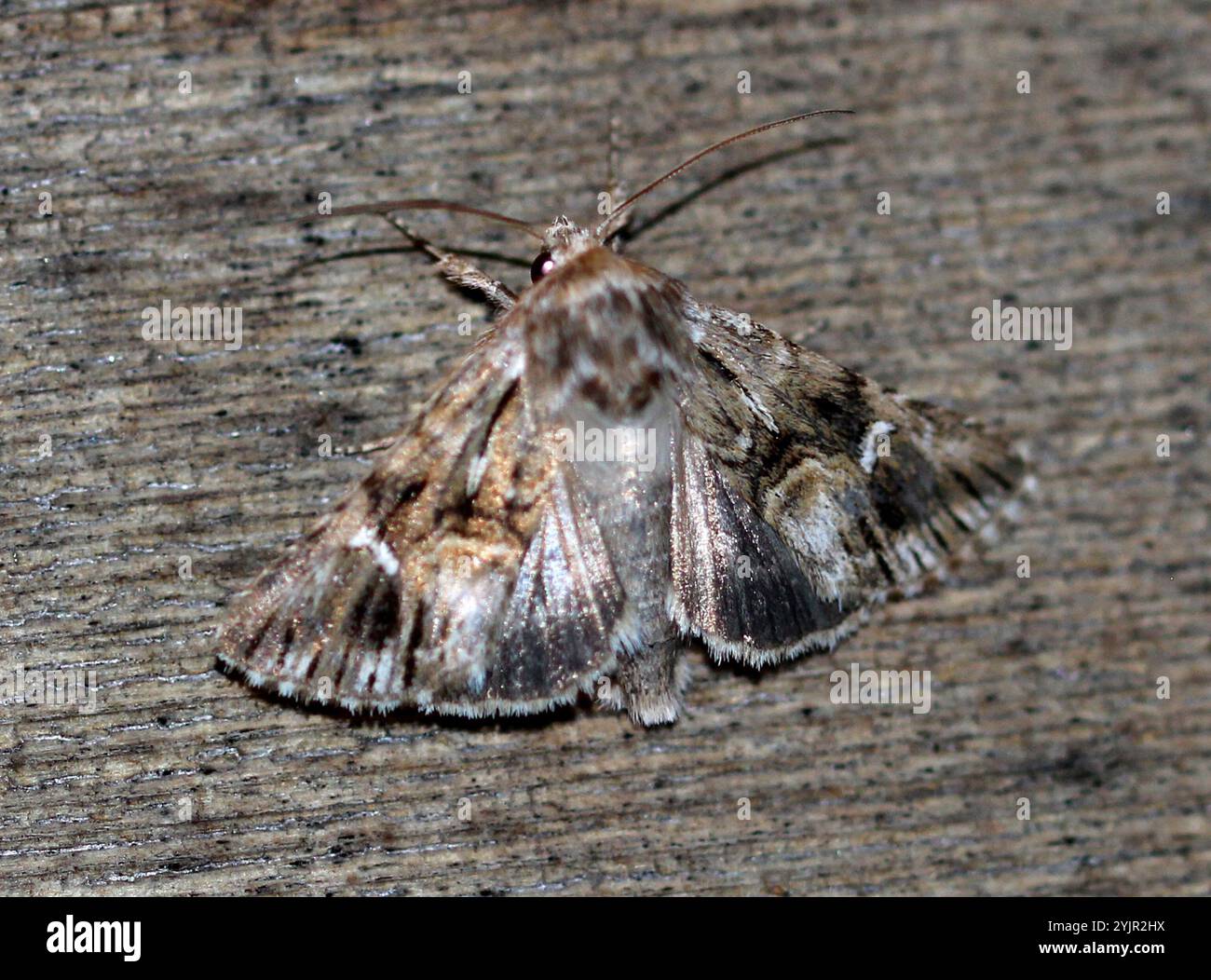 Toadflax Brocade Moth (Calophasia lunula Stock Photo - Alamy