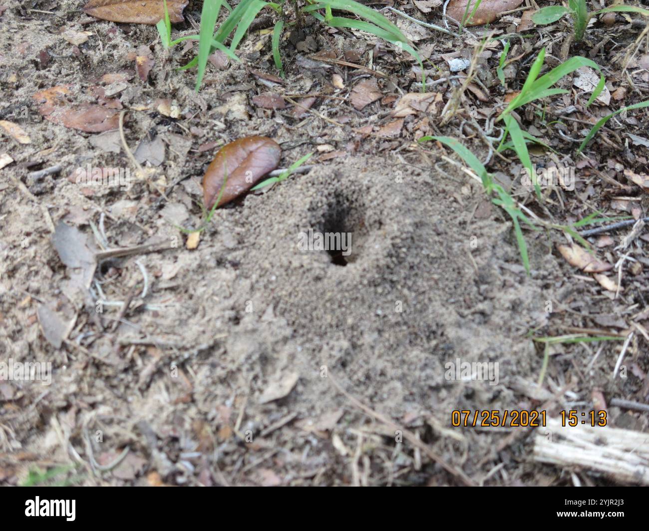 Northern Fungus-farming Ant (Trachymyrmex septentrionalis Stock Photo ...