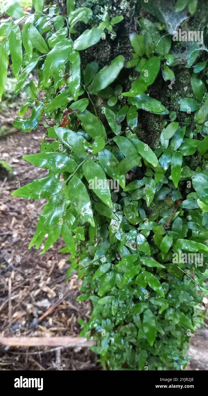 Climbing Fern (Arthropteris tenella Stock Photo - Alamy