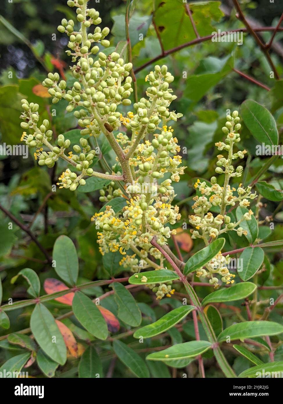shining sumac (Rhus copallinum Stock Photo - Alamy