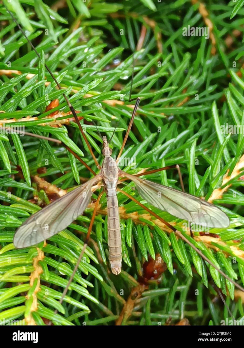 European Crane Fly (Tipula paludosa Stock Photo - Alamy