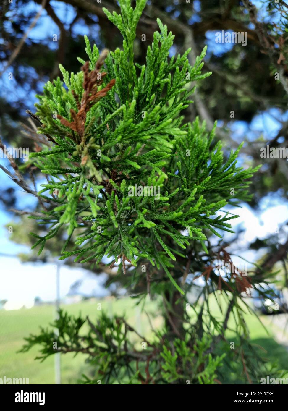 eastern redcedar (Juniperus virginiana Stock Photo - Alamy