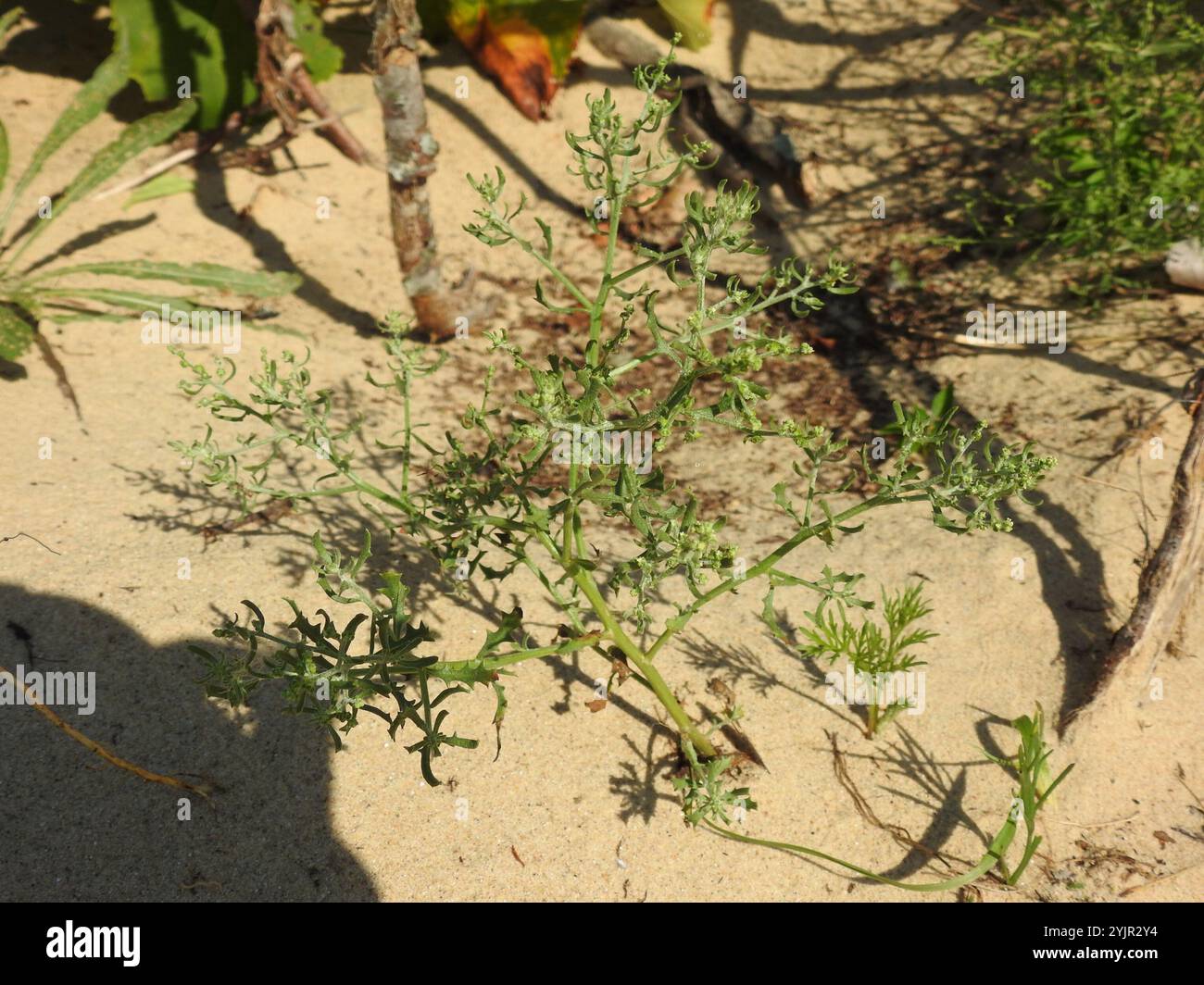 Winged Pigweed (Dysphania atriplicifolia Stock Photo - Alamy