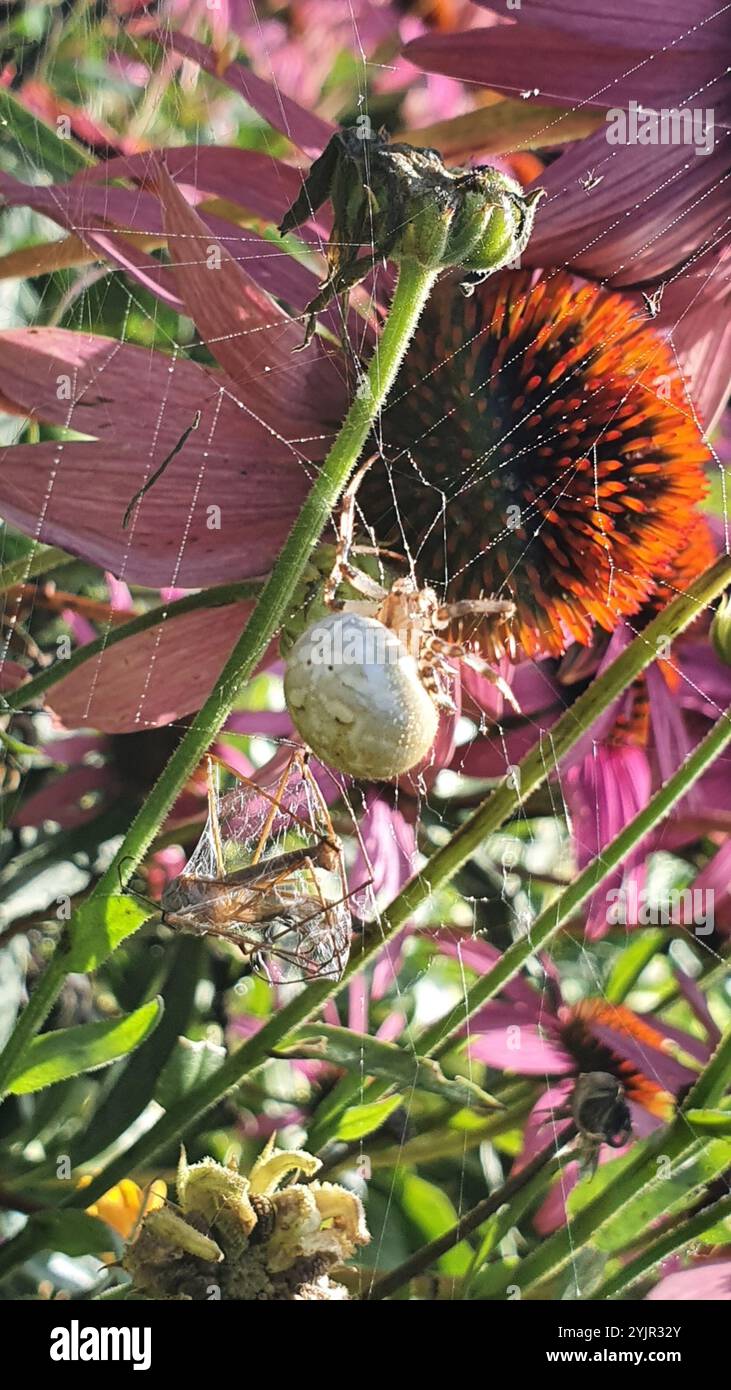 Four-spot Orbweaver (Araneus quadratus Stock Photo - Alamy