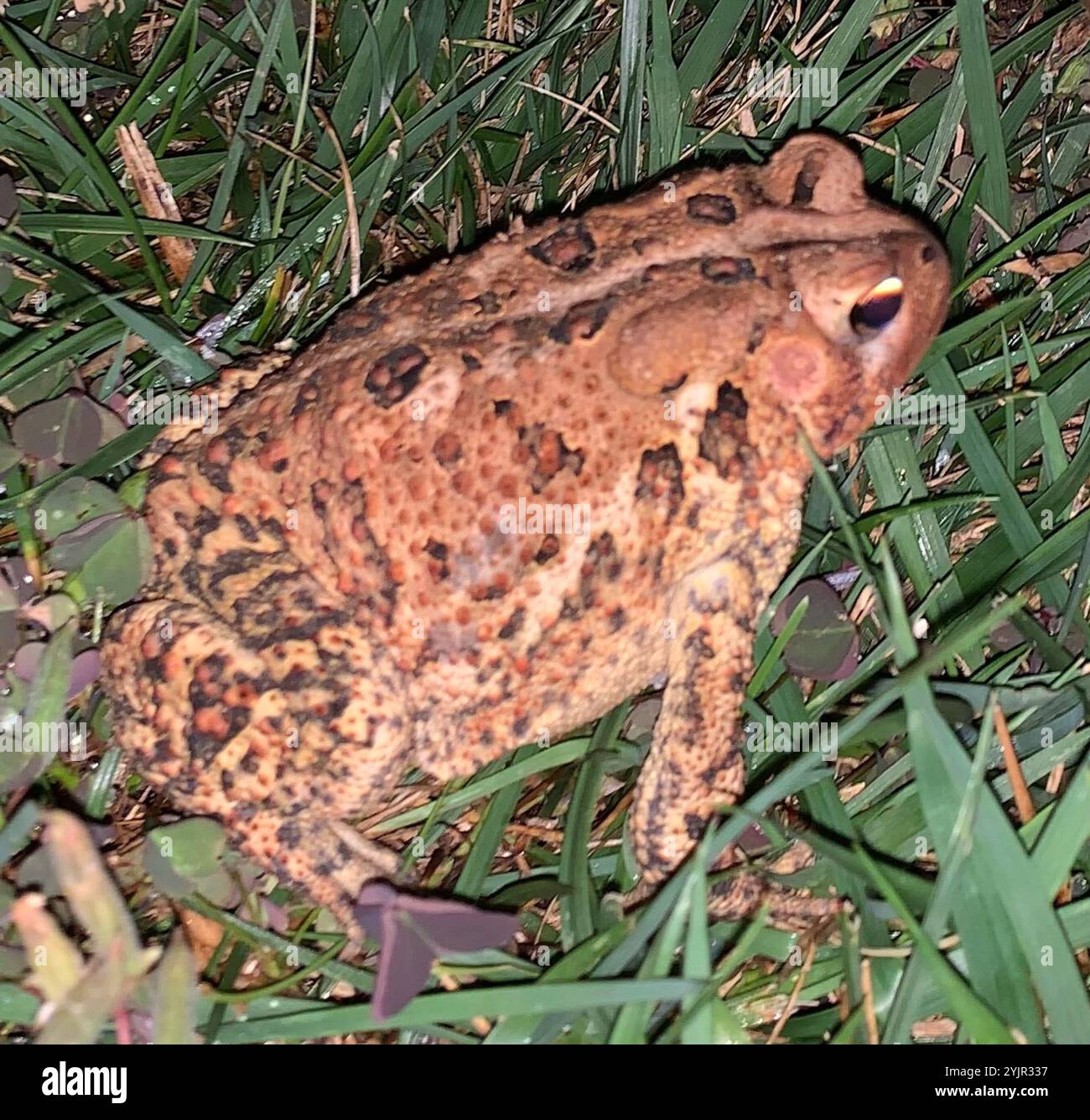 Eastern American Toad (Anaxyrus americanus americanus Stock Photo - Alamy
