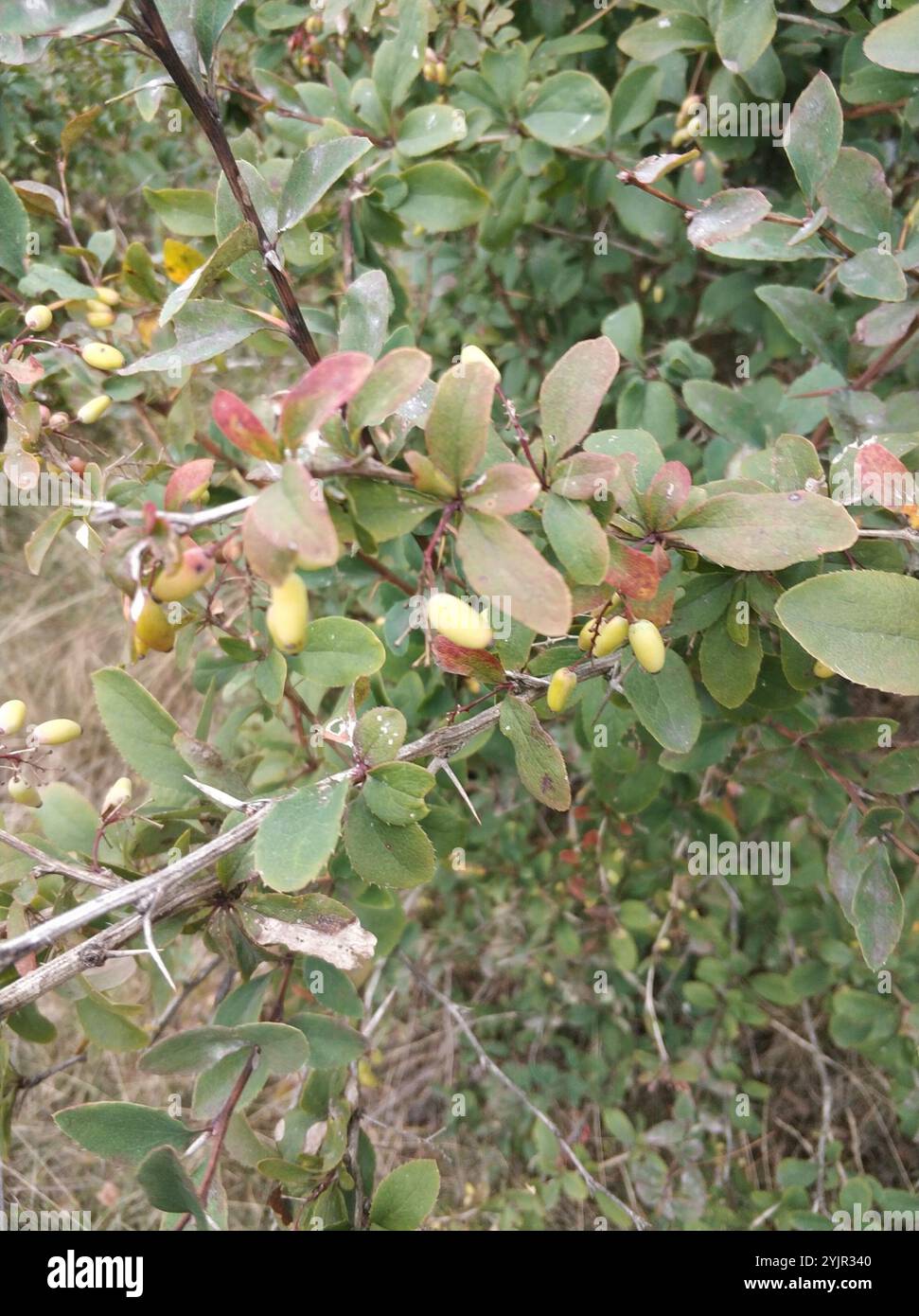 European barberry (Berberis vulgaris Stock Photo - Alamy