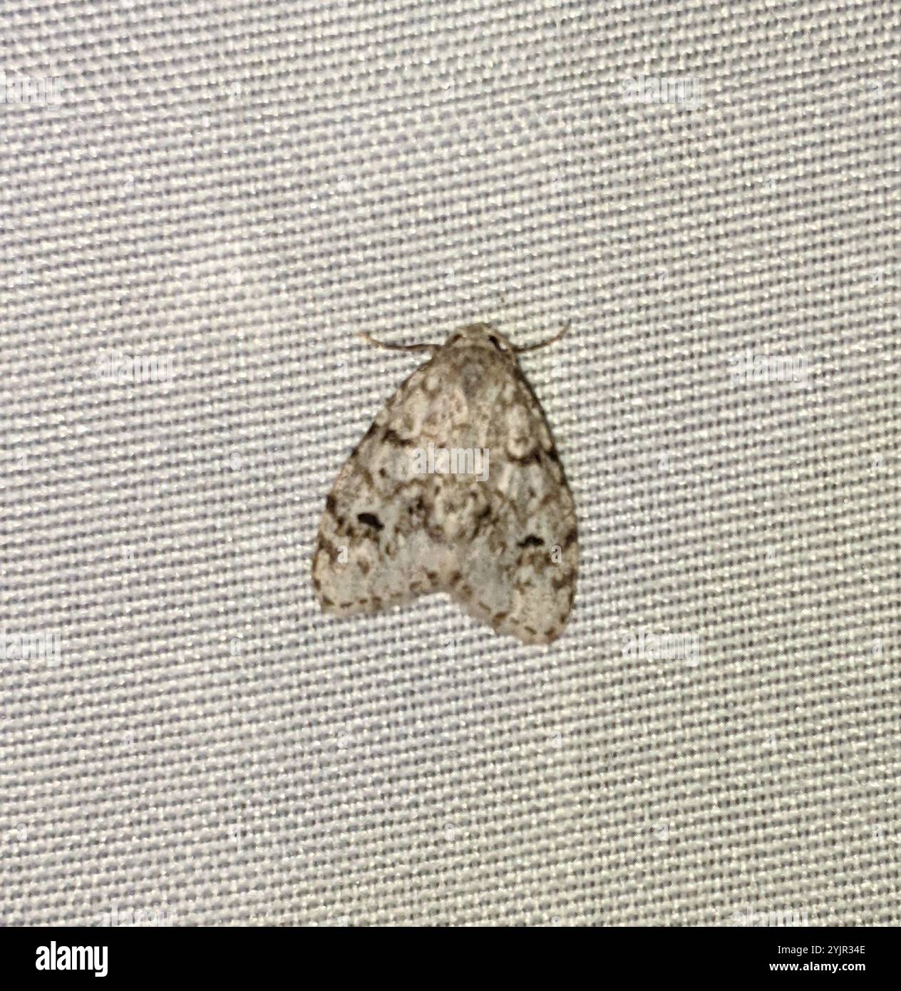 Little Shaded Lichen Moth (Clemensia umbrata Stock Photo - Alamy