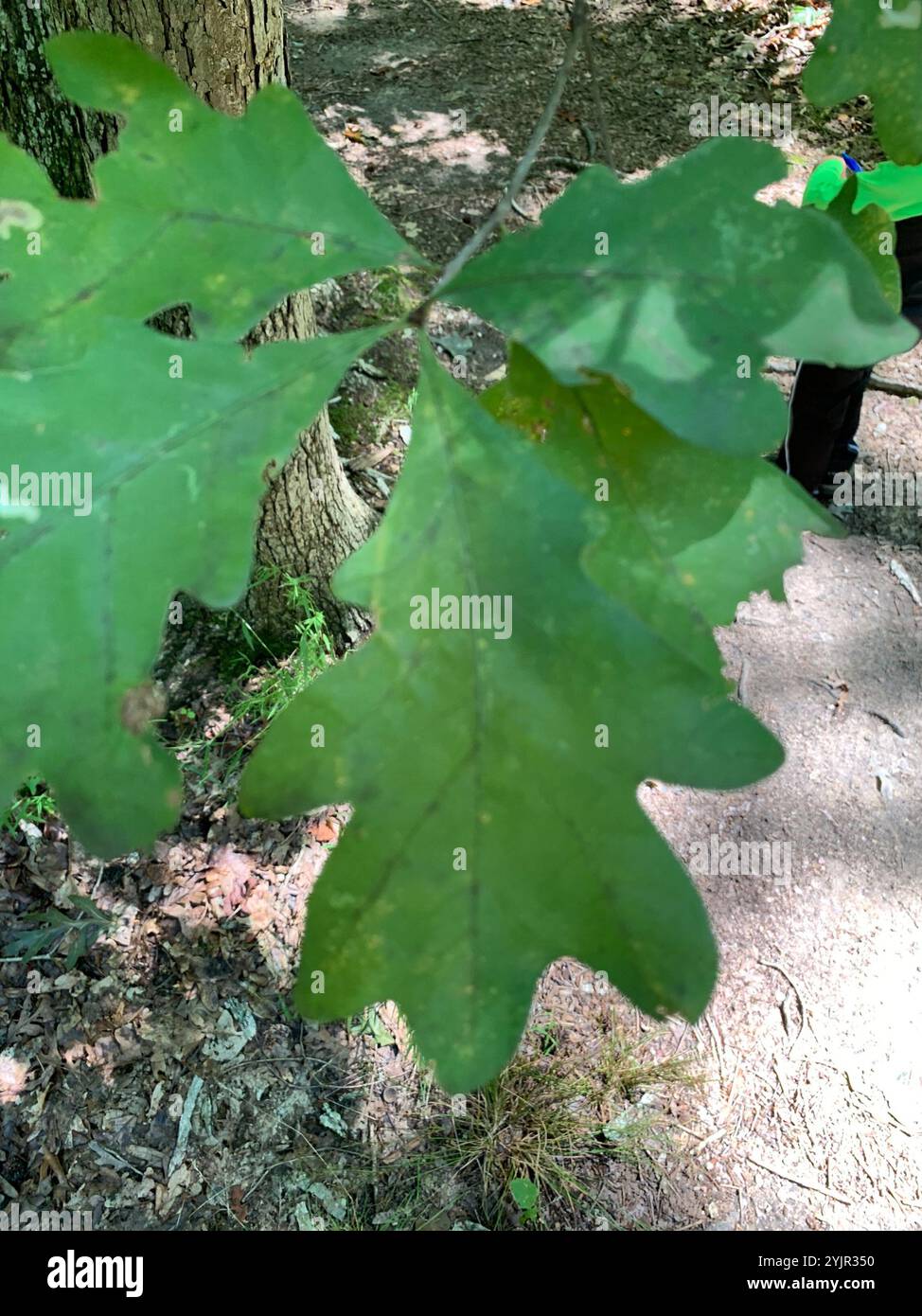 white oak (Quercus alba Stock Photo - Alamy