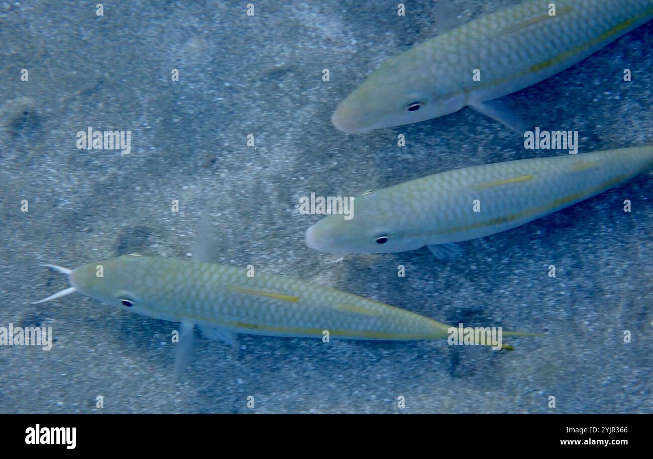 Yellowstripe Goatfish (Mulloidichthys flavolineatus Stock Photo - Alamy