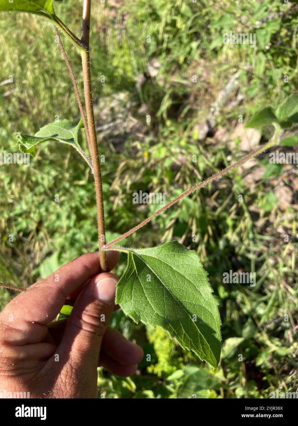 Toothleaf Goldeneye (Viguiera dentata Stock Photo - Alamy