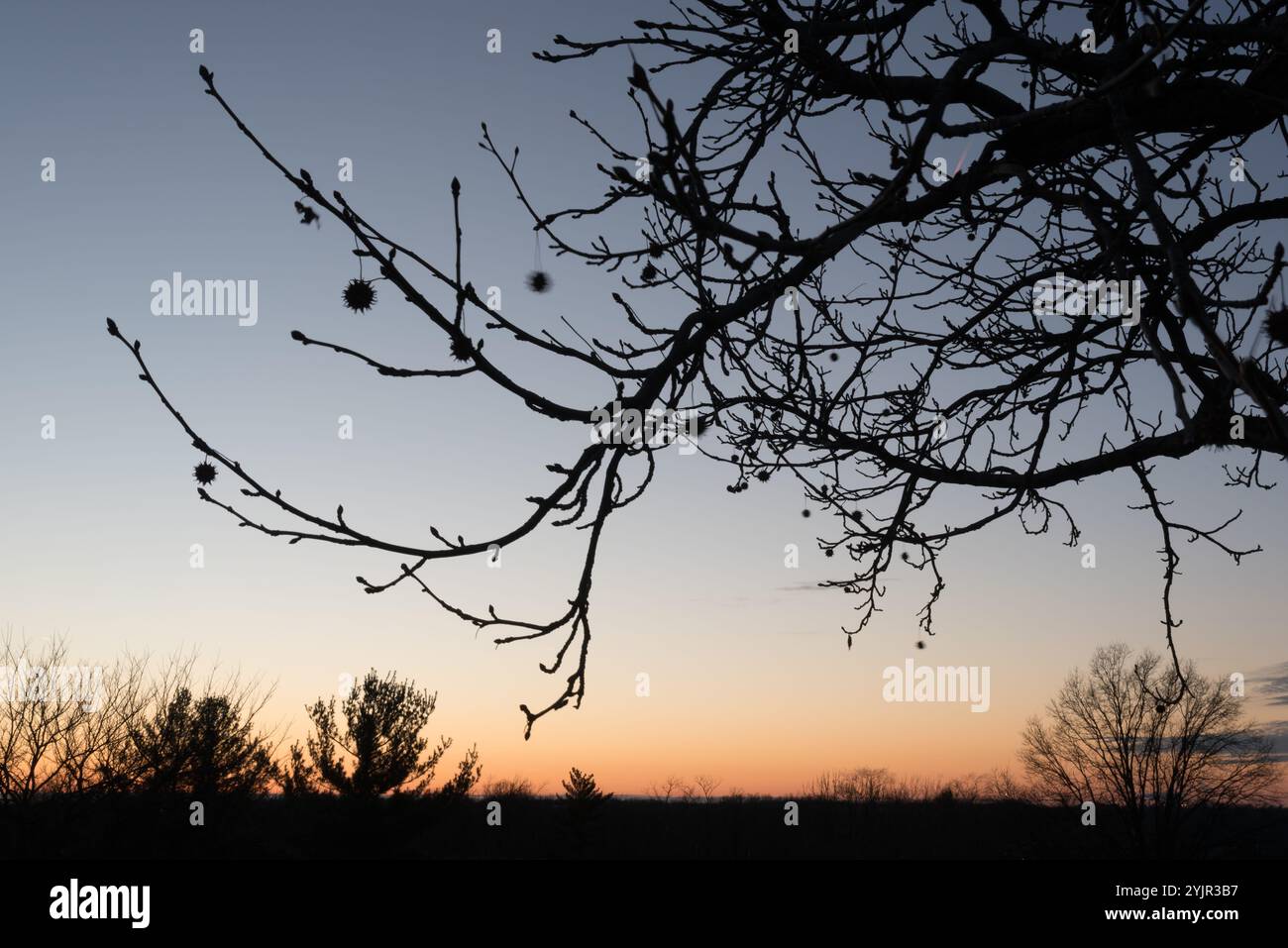 sunset and tree branch Stock Photo - Alamy