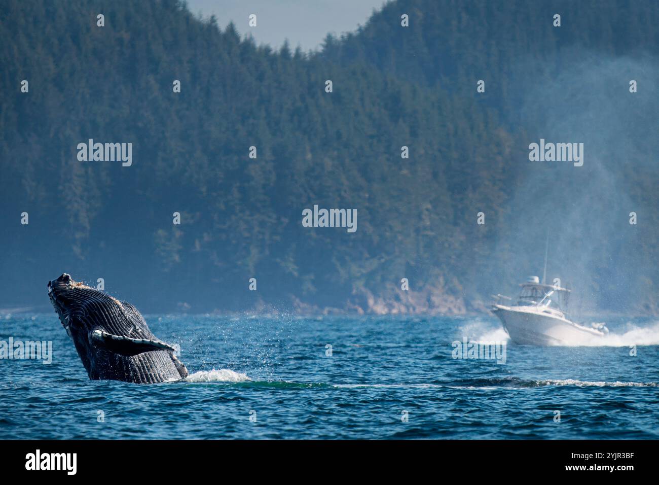Ripples calf breaching in front of a sport fishing boat in Blackfish ...
