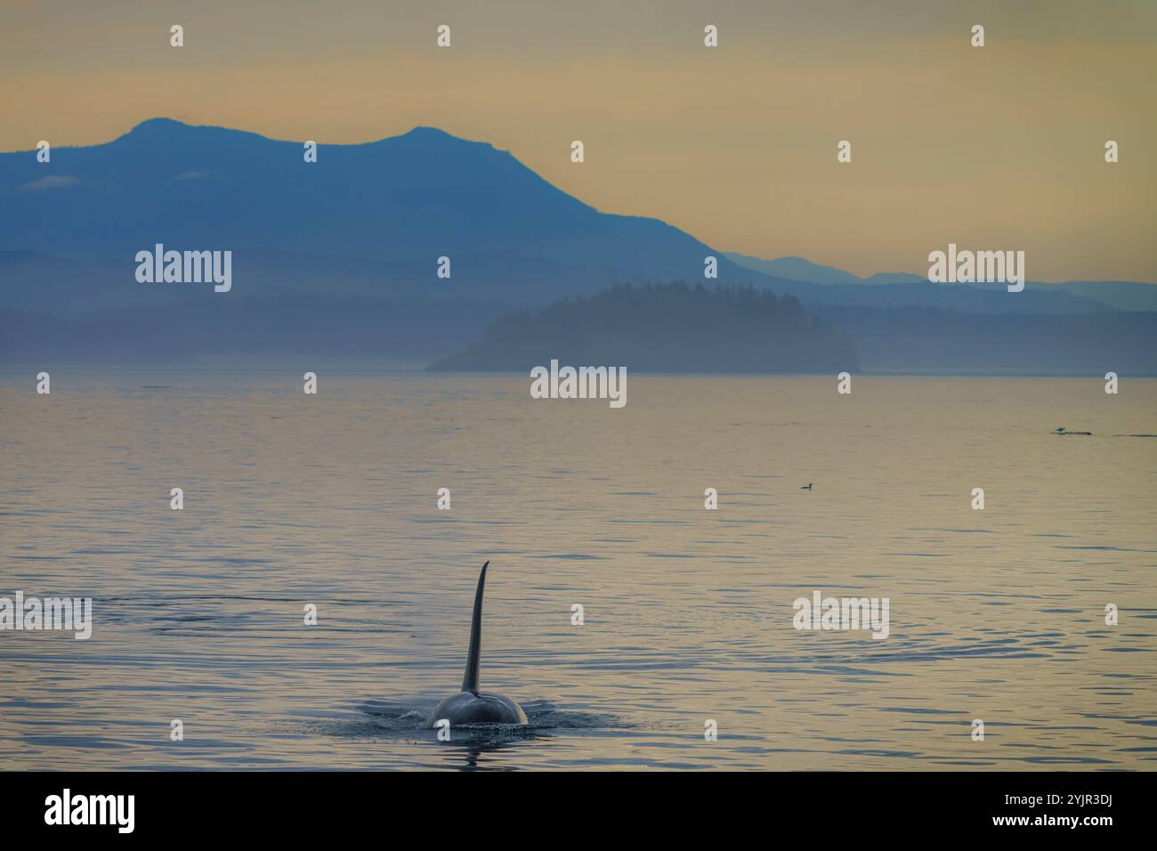 Northern resident orca whale (killer whale, Orcius orca) during a foggy ...
