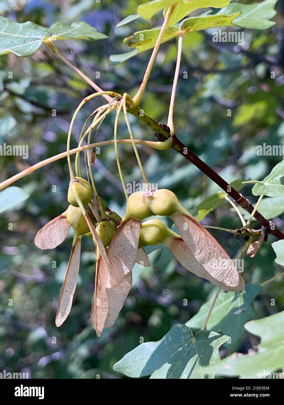 bigtooth maple (Acer grandidentatum Stock Photo - Alamy