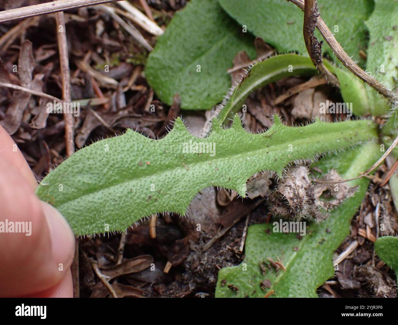Common Cat's-ear (Hypochaeris radicata Stock Photo - Alamy