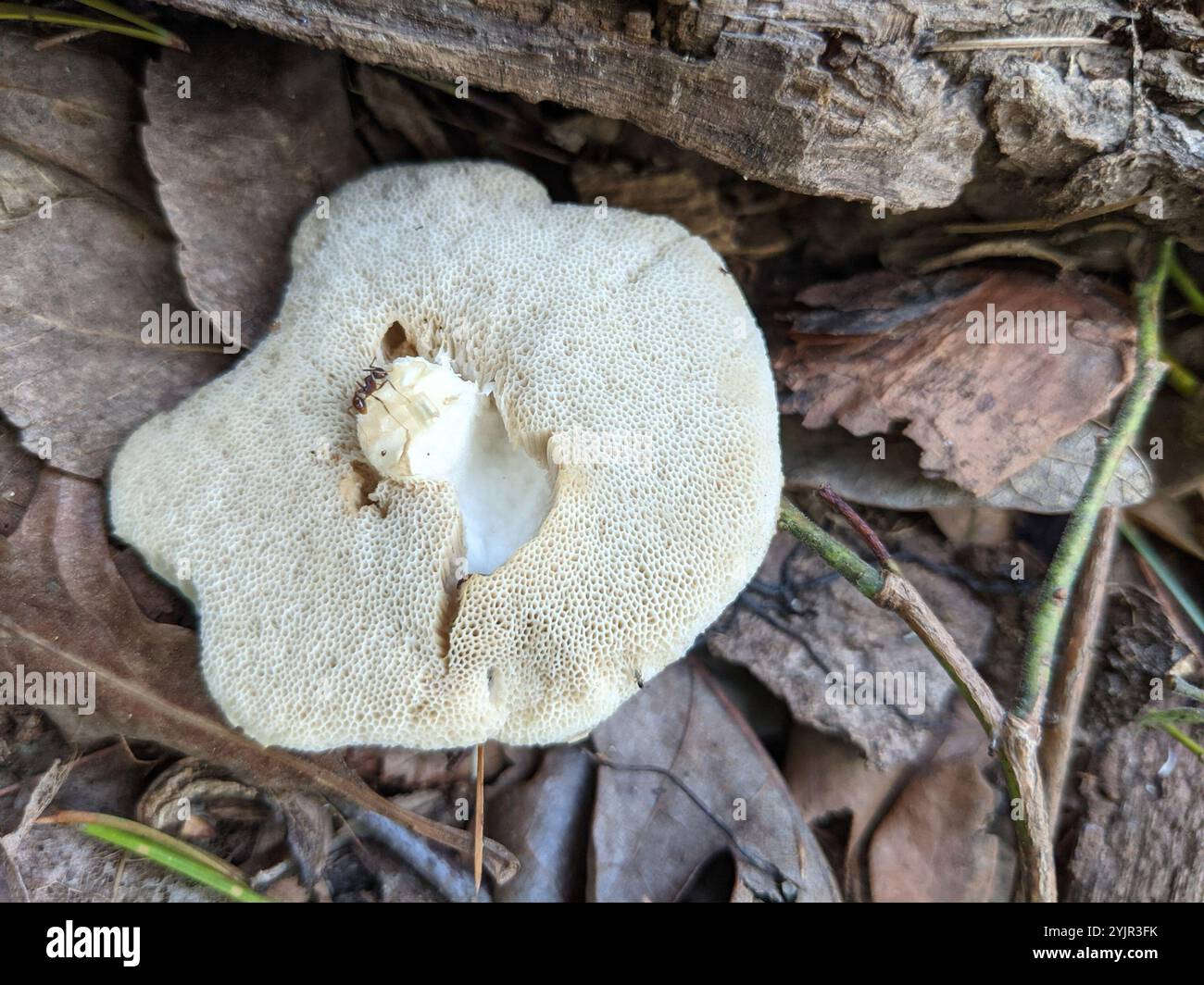 Ghost bolete hi-res stock photography and images - Alamy