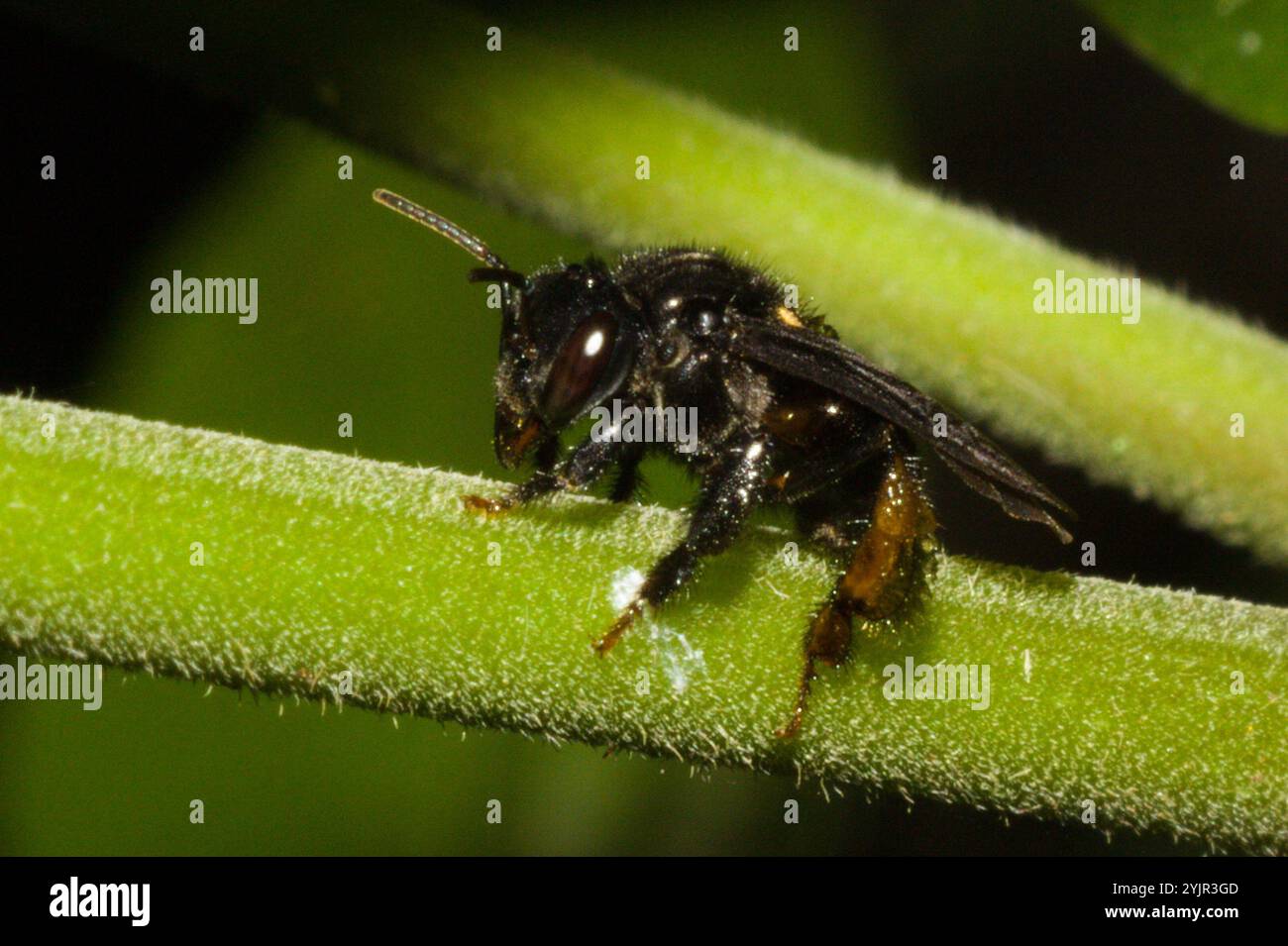 Spiny-legged Stingless bee (Trigona spinipes Stock Photo - Alamy