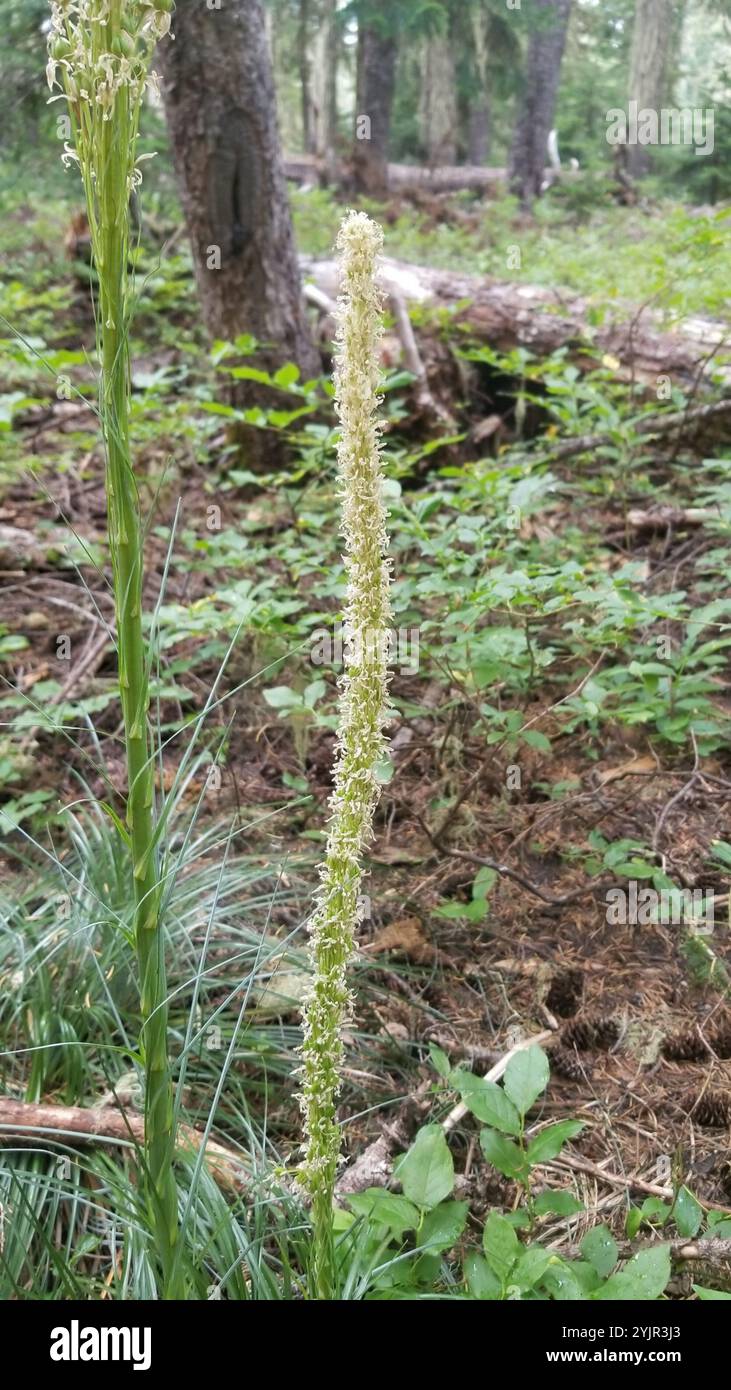 Common beargrass hi-res stock photography and images - Alamy