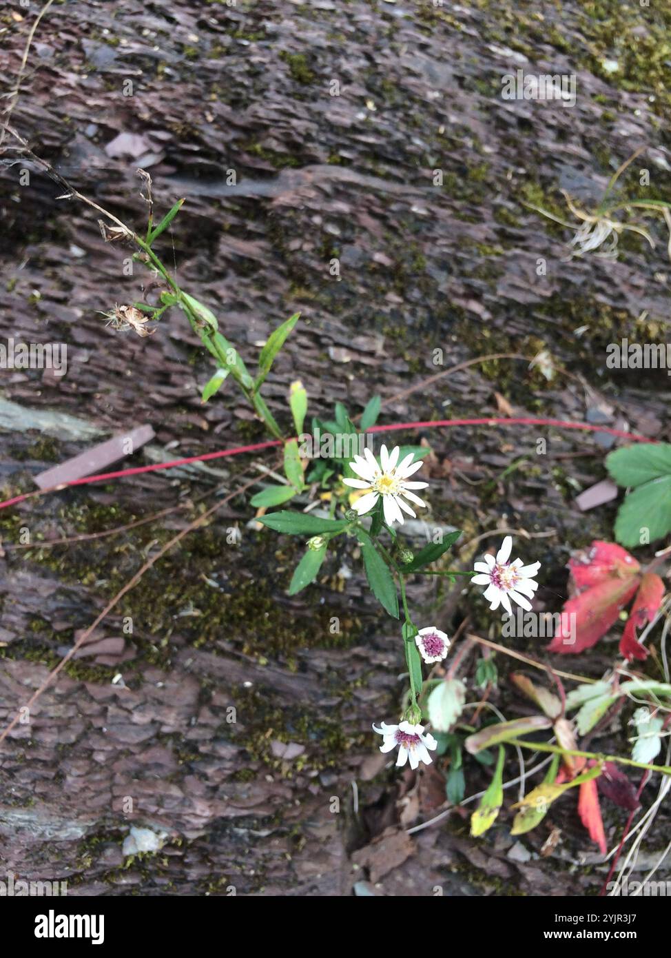 Tradescant's aster (Symphyotrichum tradescantii Stock Photo - Alamy