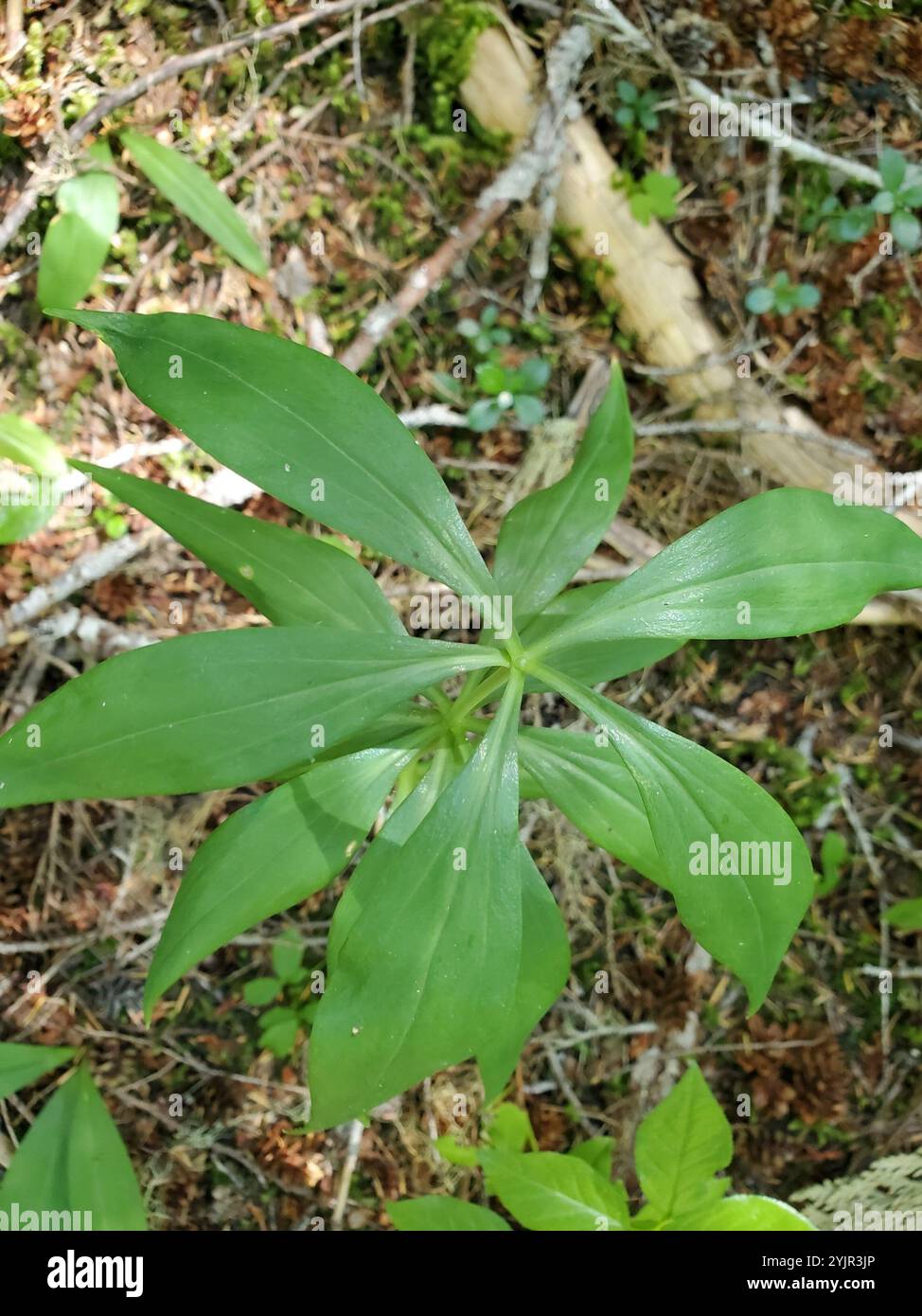 Columbia lily (Lilium columbianum Stock Photo - Alamy