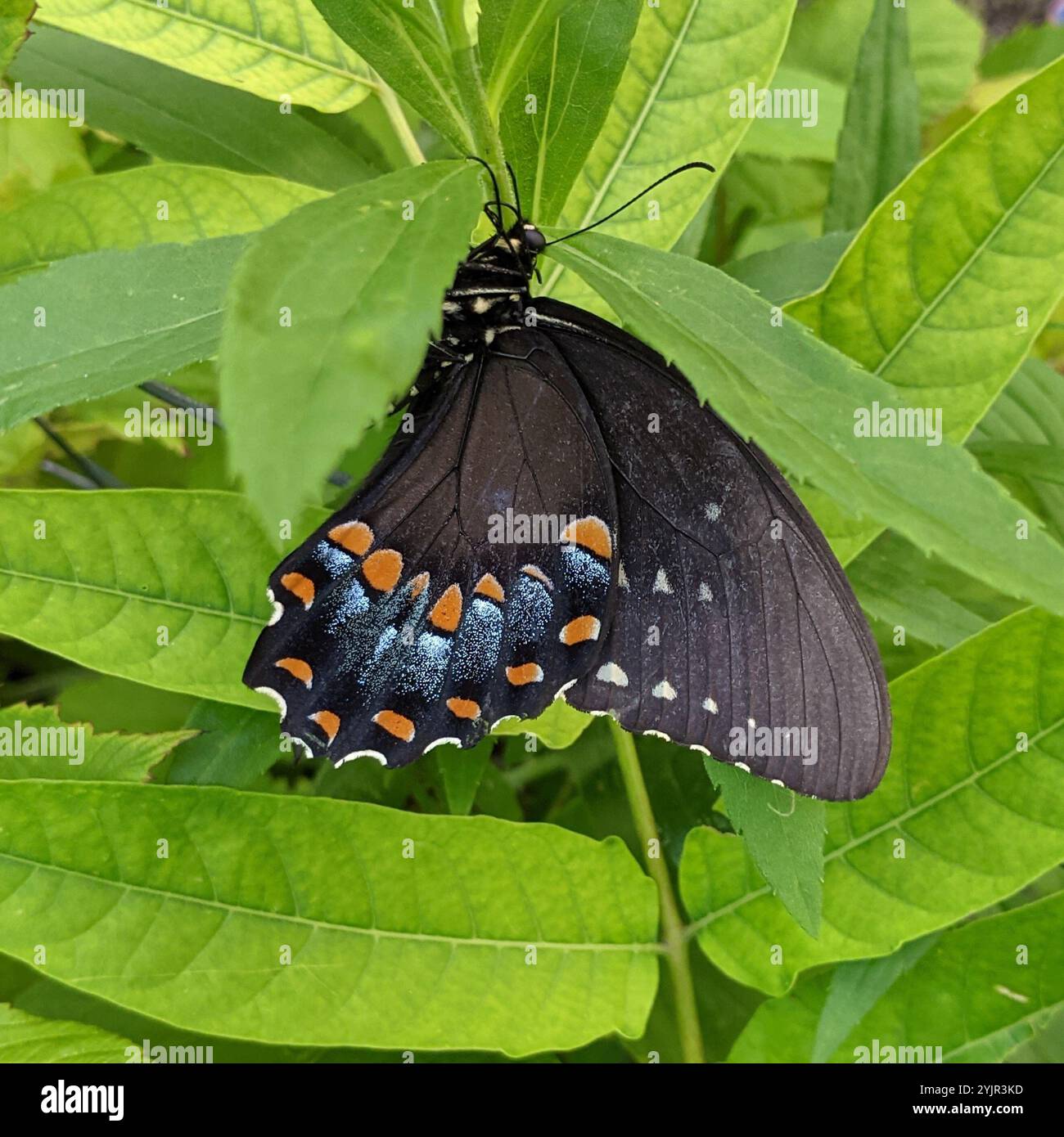 Spicebush Swallowtail (Papilio troilus Stock Photo - Alamy