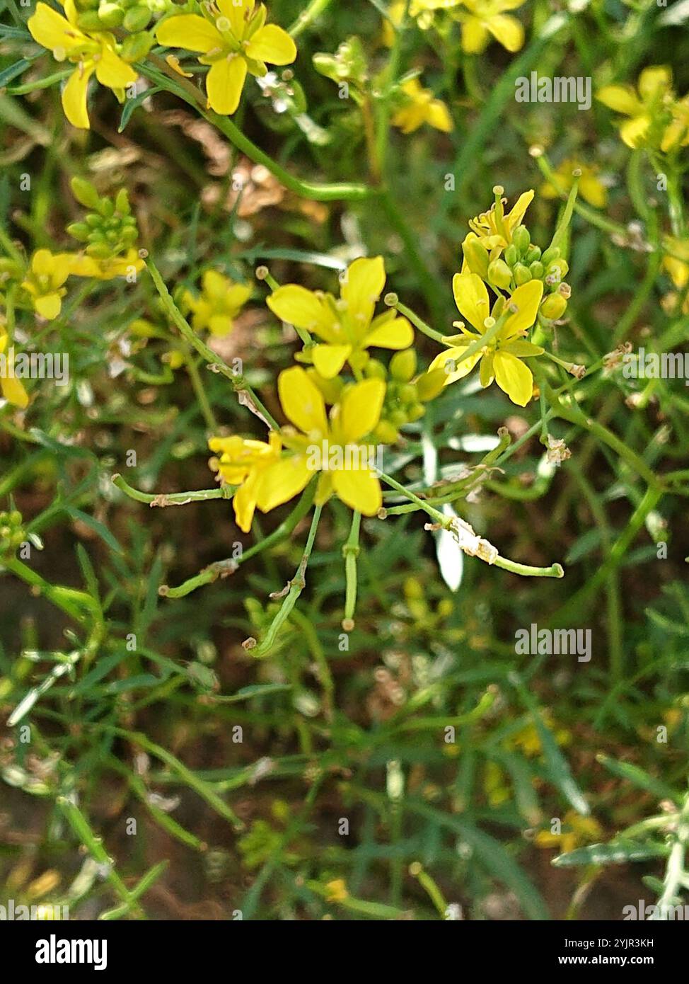 Creeping Yellowcress (Rorippa sylvestris Stock Photo - Alamy