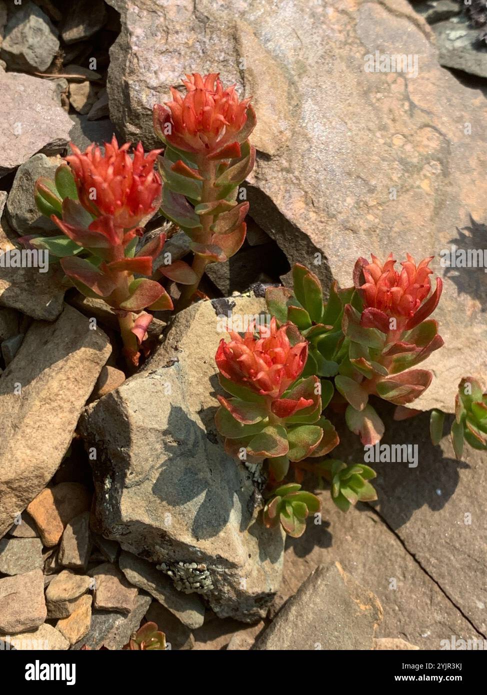 western roseroot (Rhodiola integrifolia Stock Photo - Alamy