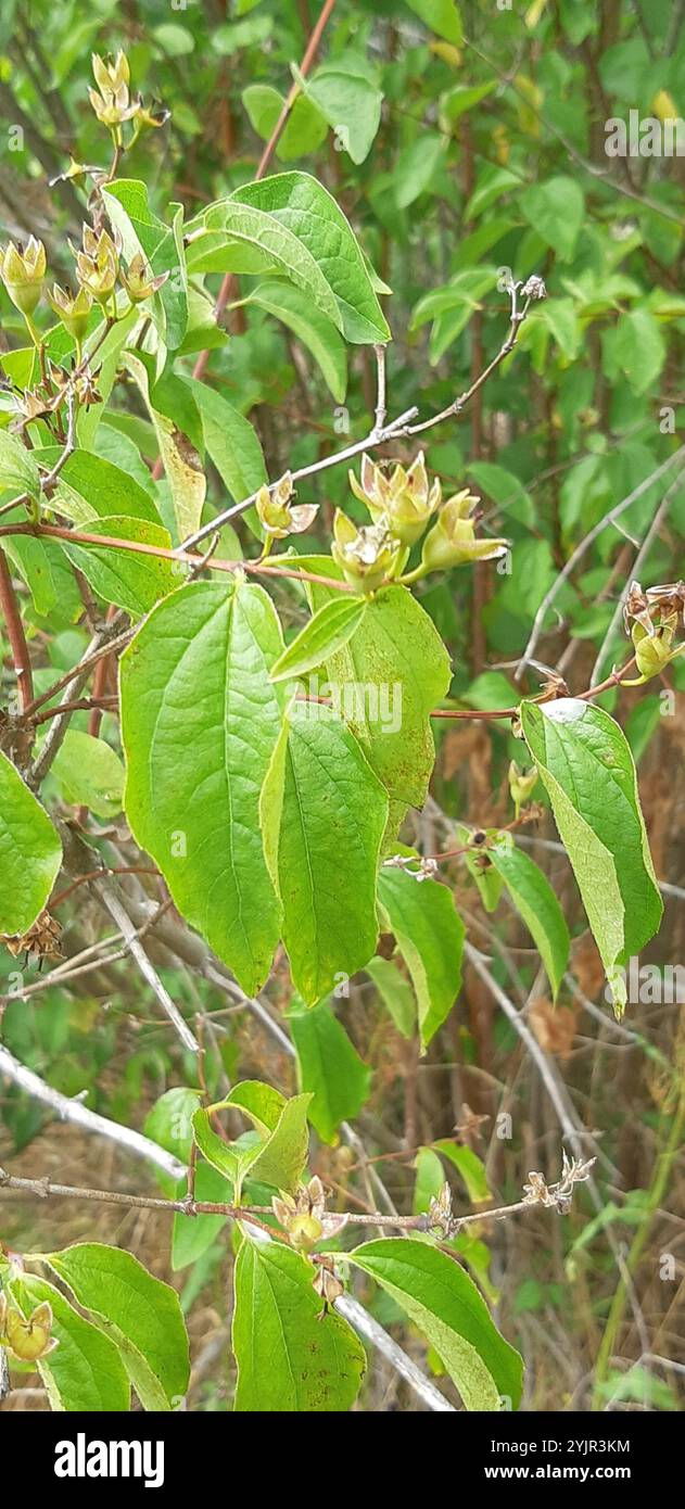 Lewis' mock orange (Philadelphus lewisii Stock Photo - Alamy