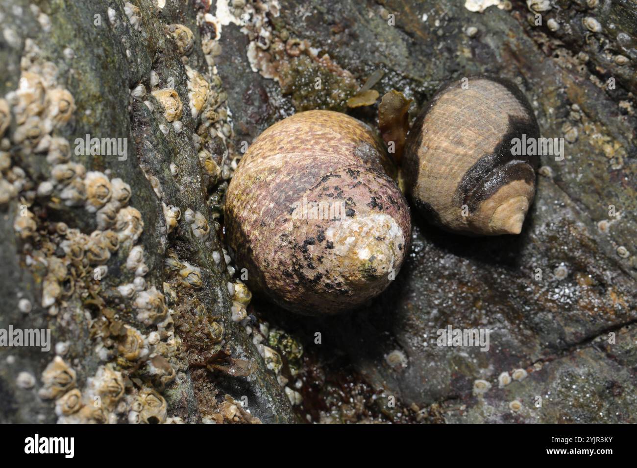 Lined Top Shell (Phorcus lineatus Stock Photo - Alamy
