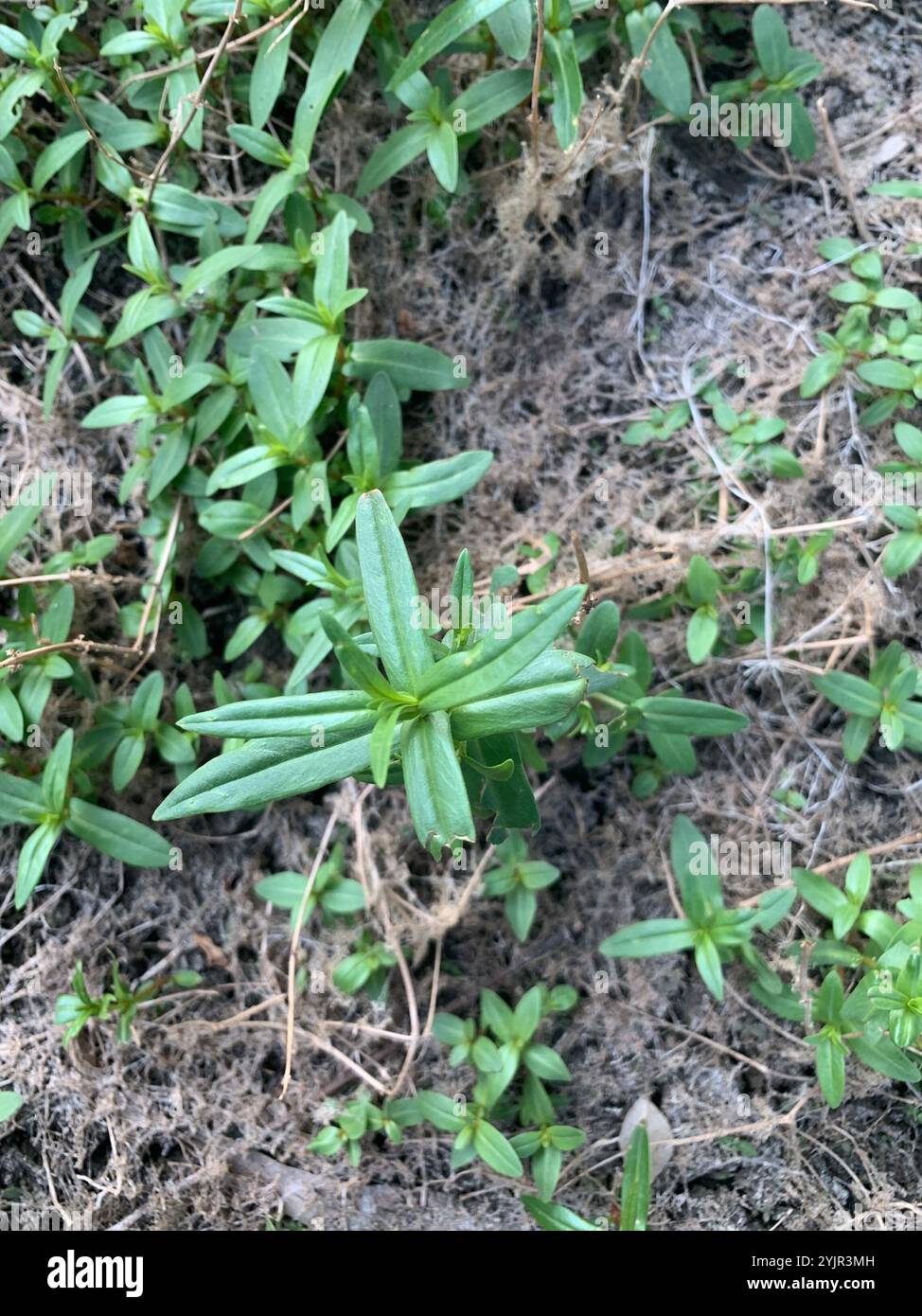 Scarlet Toothcup (Ammannia coccinea Stock Photo - Alamy