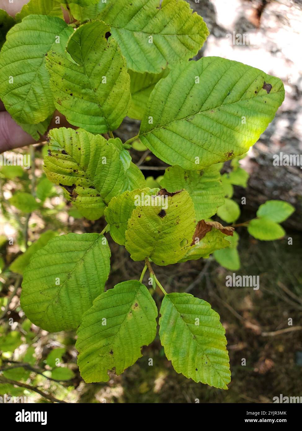 Red Alder (Alnus rubra Stock Photo - Alamy