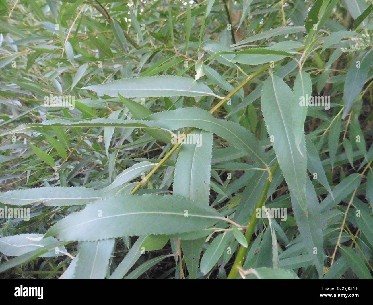 Almond Willow (Salix triandra Stock Photo - Alamy