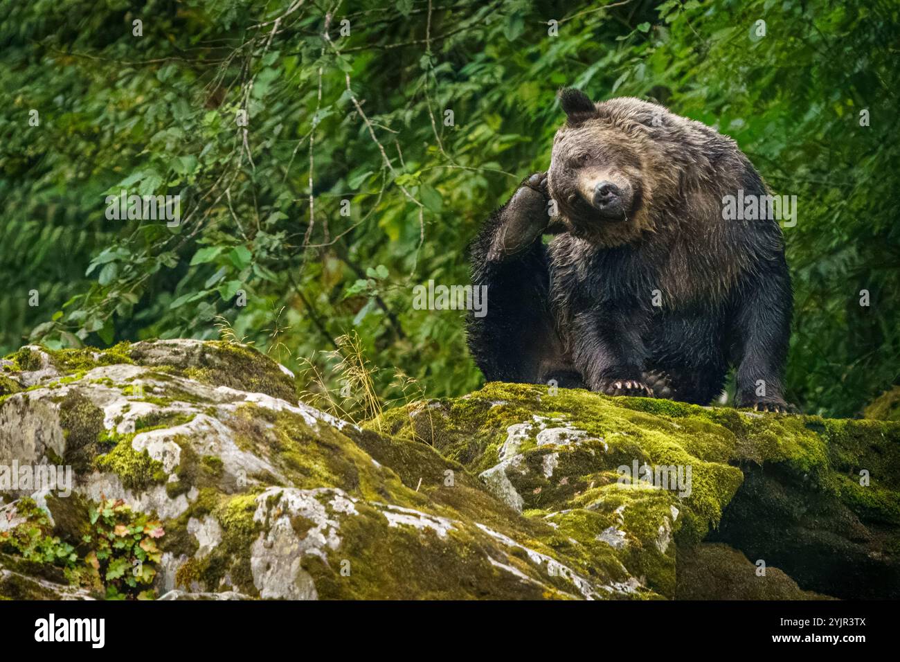 Grizzly bear fishing for salmon at X̱a̱ḵwika̱n, Kakweiken River ...