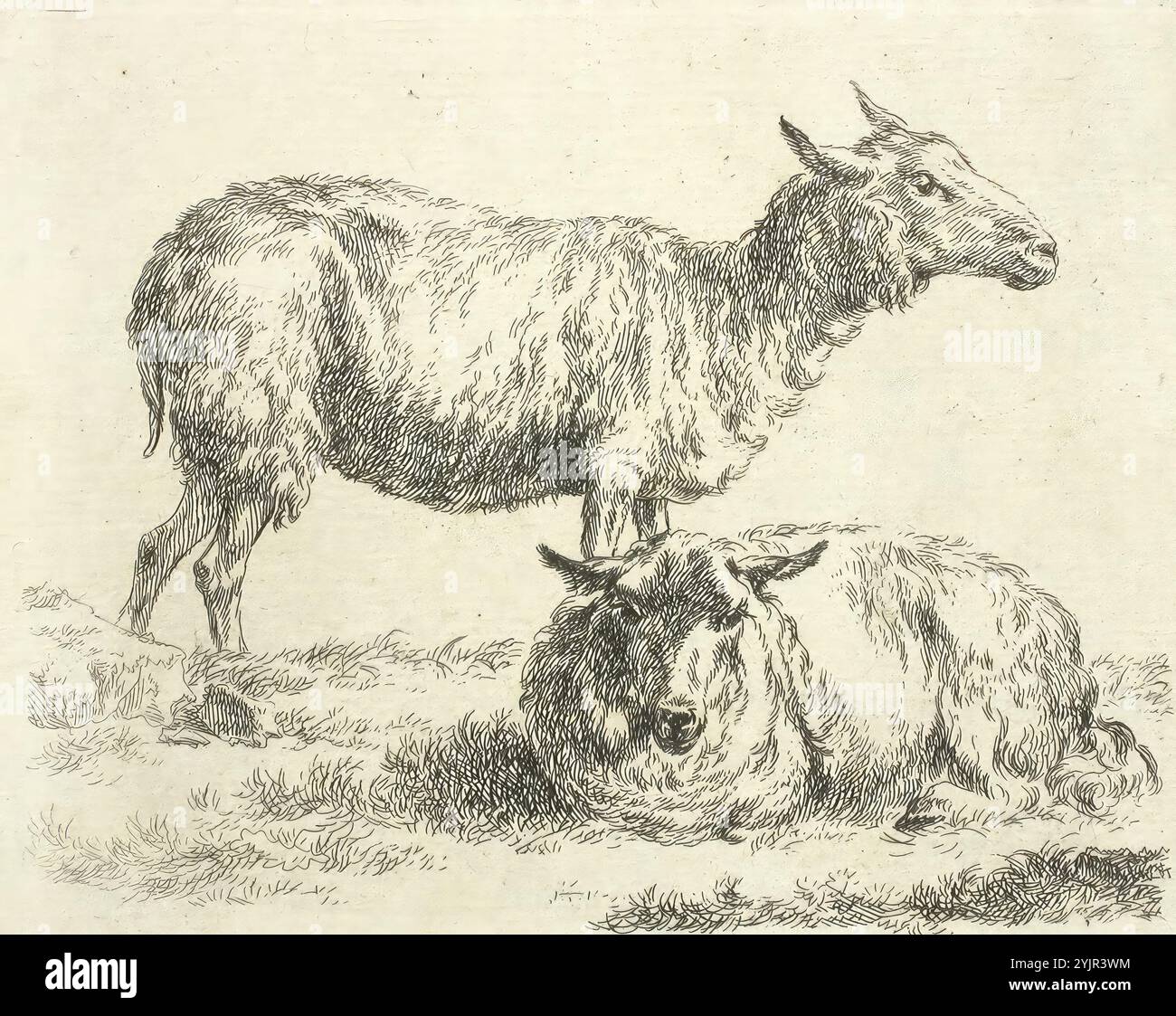 Berghem, Nicolas, work, Lying and standing sheep, line etching ...