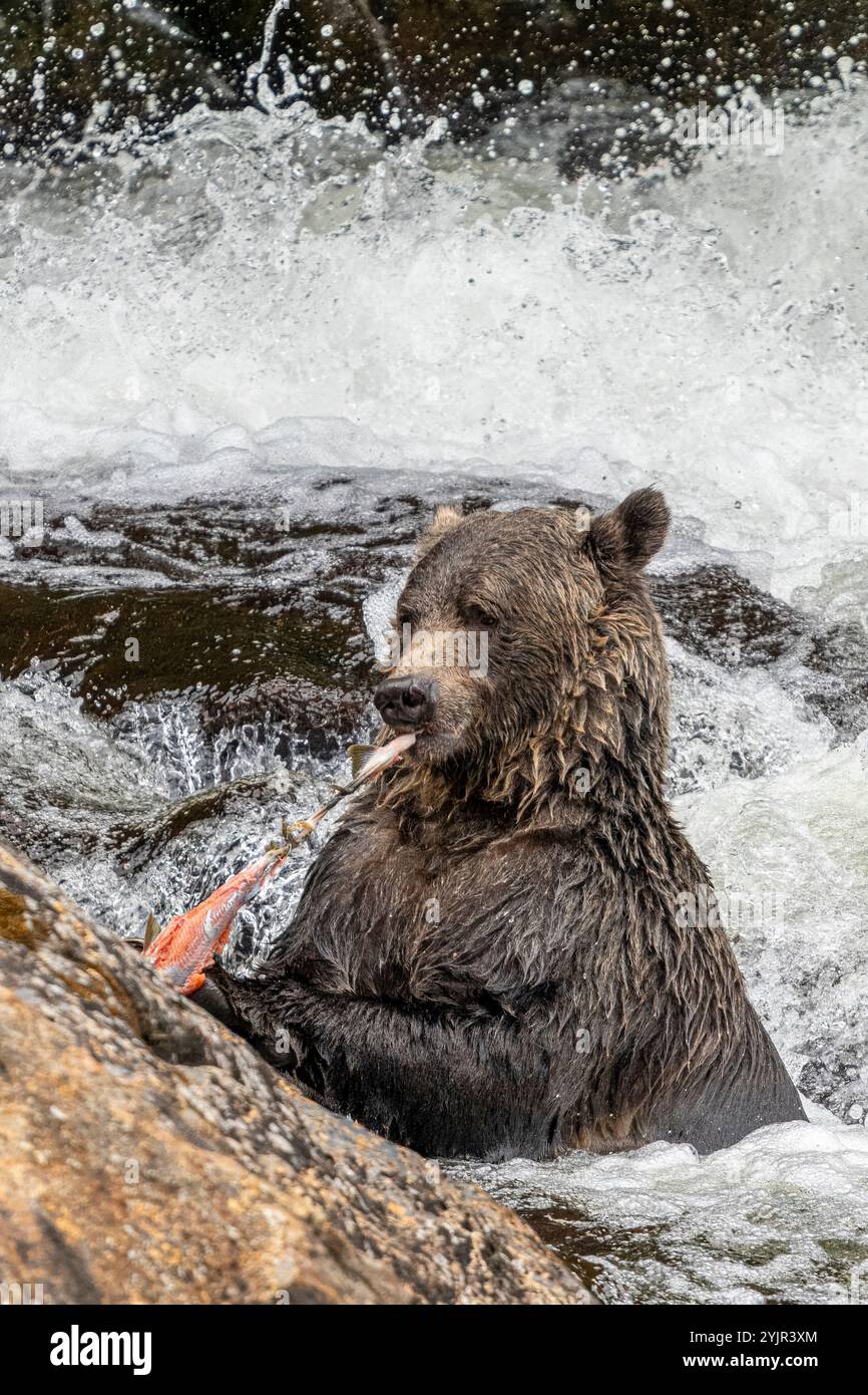 Grizzly bear fishing for salmon at X̱a̱ḵwika̱n, Kakweiken River ...