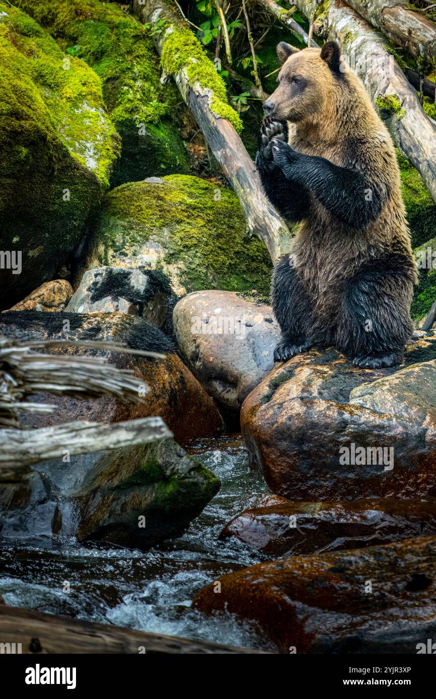 Grizzly bear fishing for salmon at X̱a̱ḵwika̱n, Kakweiken River ...
