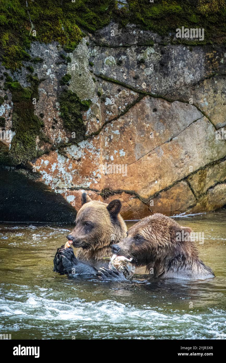 Grizzly bear fishing for salmon at X̱a̱ḵwika̱n, Kakweiken River ...
